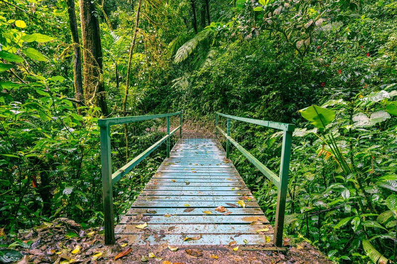 View of Cloud Forest, Sky Adventures Monteverde Park, Monteverde, Costa ...
