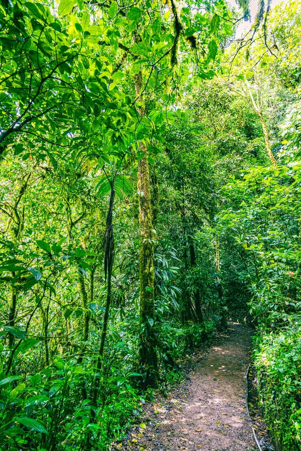 View of Cloud Forest, Sky Adventures Monteverde Park, Monteverde, Costa ...