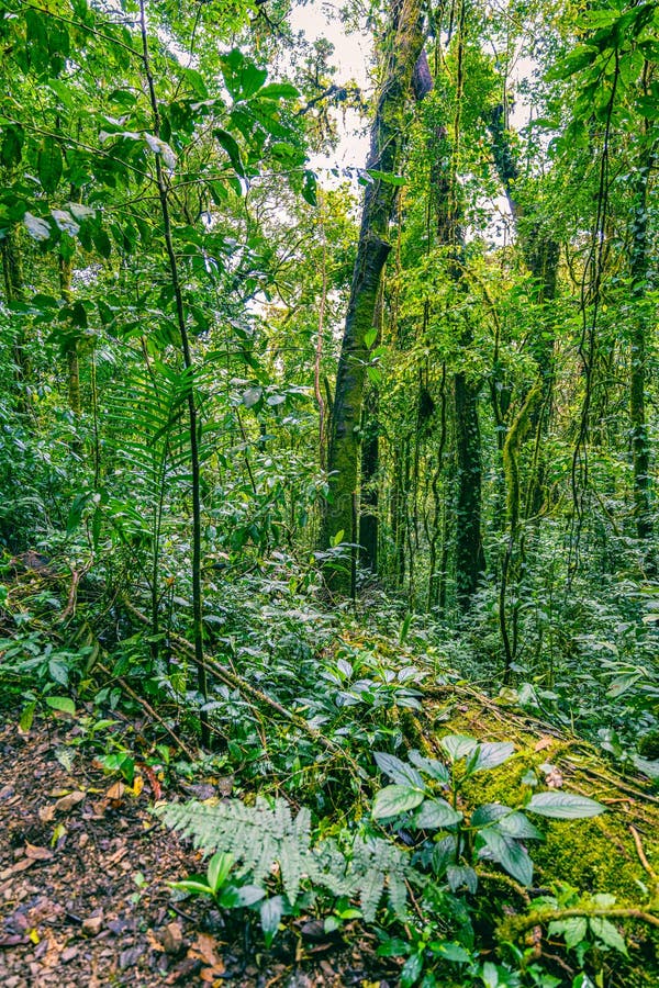 View of Cloud Forest, Sky Adventures Monteverde Park, Monteverde, Costa ...