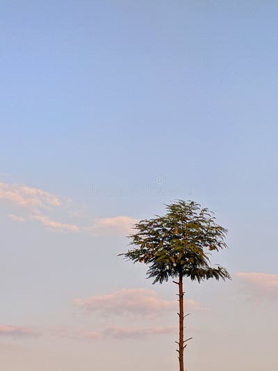 View of the Clouds in the Afternoon, with Turi Trees Stock Photo ...