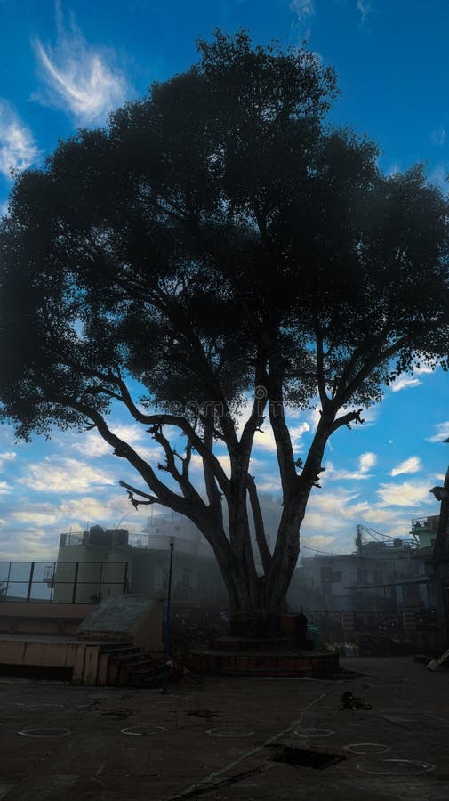 Nechar Flower Stock Photos - Free & Royalty-Free Stock Photos from ...