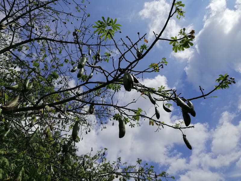 View of Cloudy Skies with Some Trees Known As Kapas Stock Photo - Image ...