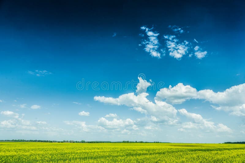View on Cloudy Sky and Yellow Field Sunny Day Stock Photo - Image of ...
