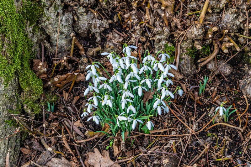 A View of a Cluster of Snowdrops Sheltering Under a Tree beside Wroxall ...