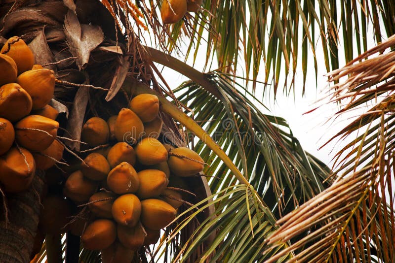 Orange Coconut Fruit on a Palm Tree Stock Photo - Image of palm ...
