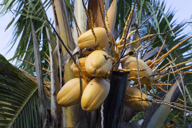 View of a Coconut Plant with Fruits Stock Image - Image of healthy ...