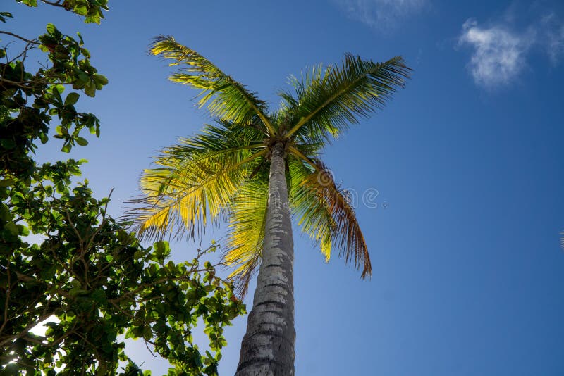View of a Coconut Tree from Underneath Stock Photo - Image of coconut ...