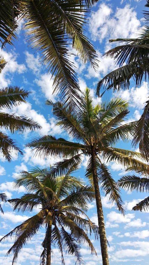 View of Coconut Trees on the Beach with a Sky Filled with Clouds Stock ...