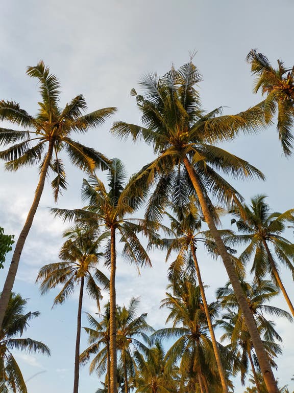 View of Coconut Trees at the Beach Taken from Under Stock Image - Image ...
