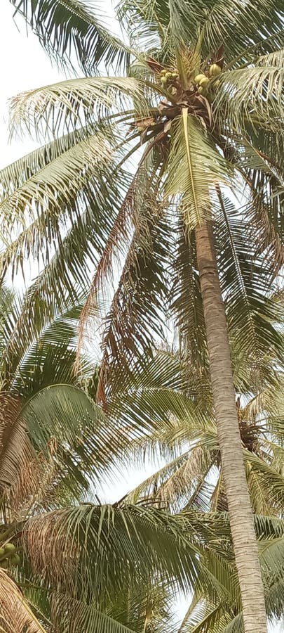 View of Coconut Trees during the Day with Bright Clouds Stock Image ...