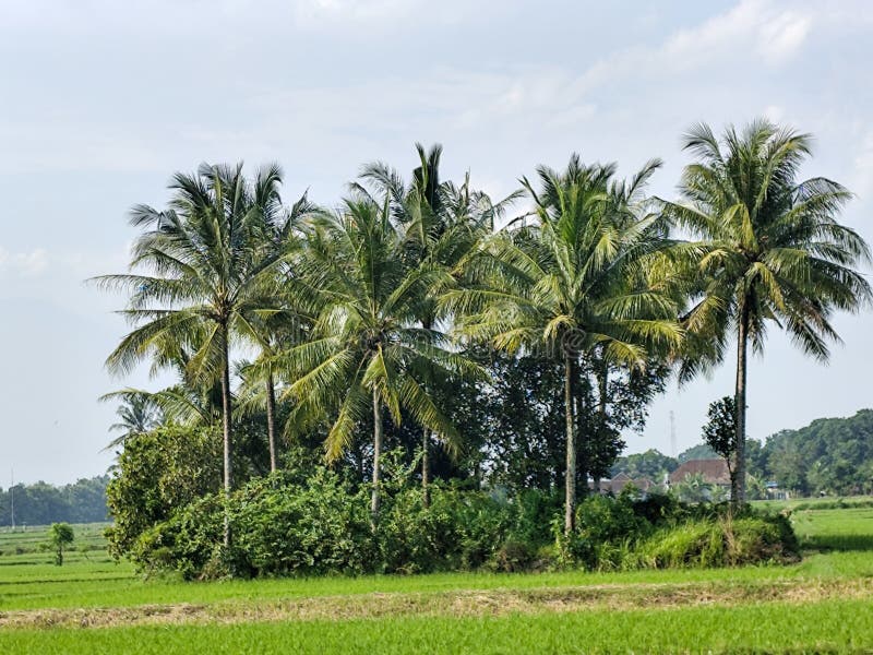 View of Coconut Trees in the Middle of Rice Fields in Rural Indonesia ...