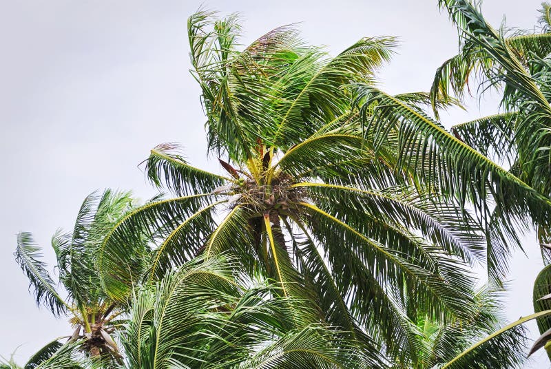 Coconut weather forecast stock photo. Image of coconut - 110966922