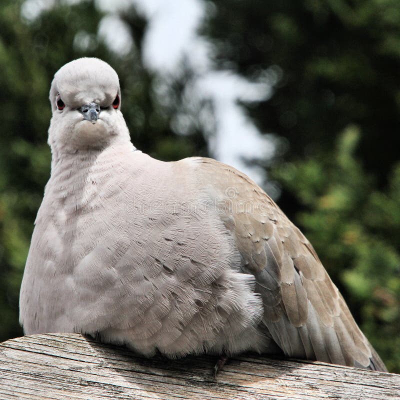 View Collared Dove Log Stock Photos - Free & Royalty-Free Stock Photos ...