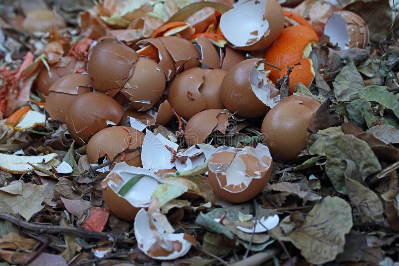 Empty Egg Shells Added To a Compost Heap in a Garden Stock Photo ...