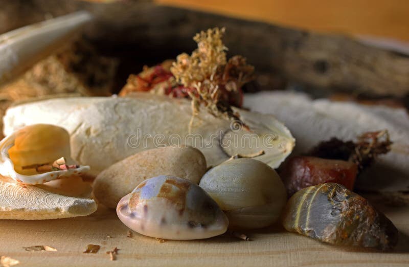 COWRIE SHELL with STONES and SEAGRASS Stock Image - Image of nature ...
