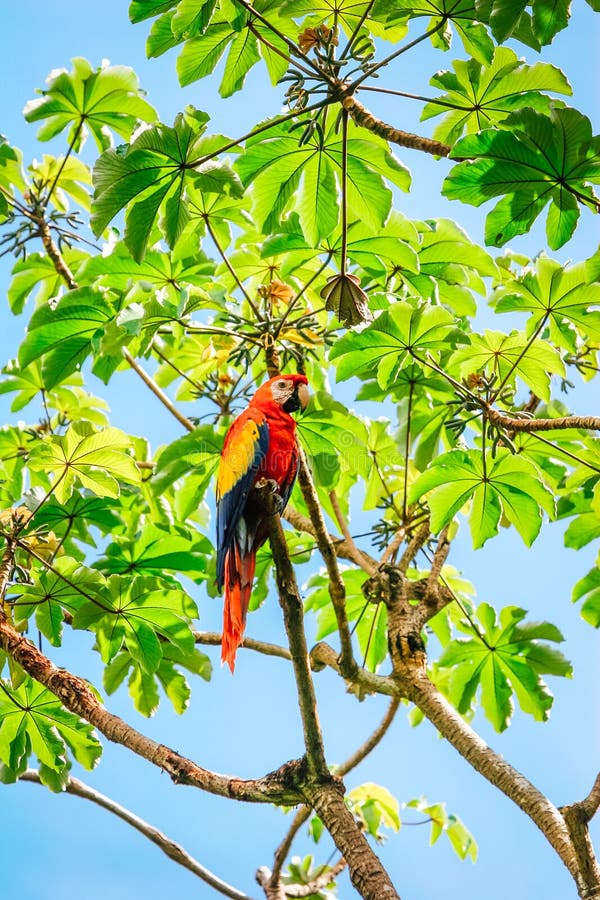 Ara Parrot Bird on the Tree Stock Image - Image of nature, rica: 153457027