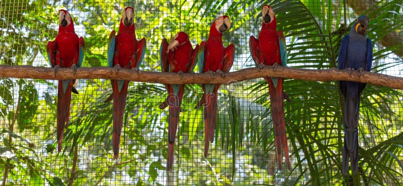 Colorful Macaw Parrots in the Aviary Stock Photo - Image of trade ...