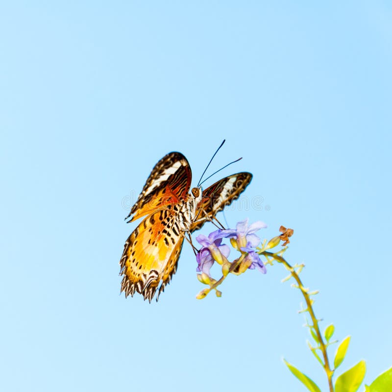 The time of the butterfly stock image. Image of black - 95730427