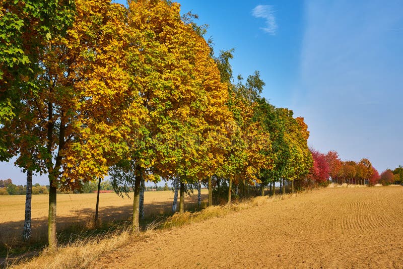 Trees line in autumn stock photo. Image of nature, background - 128587408