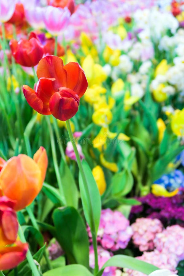 View of Colorful Tulips Background Stock Image - Image of beauty ...