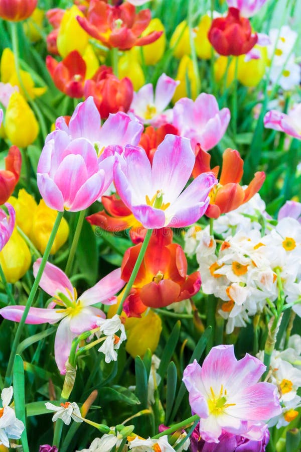 View of Colorful Tulips Background Stock Photo - Image of field ...