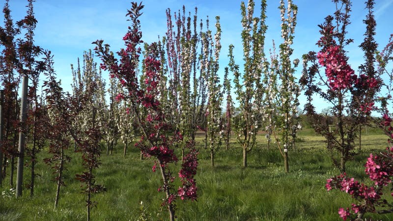 View of Columnar Apple Trees - a Space-saving Variety Stock Footage ...