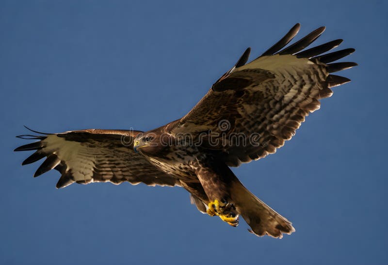 A Close Up of a Common Buzzard Stock Illustration - Illustration of ...