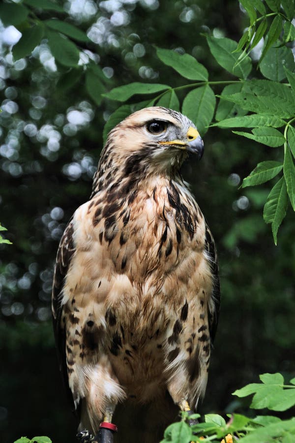 A view of a Common Buzzard stock image. Image of kestrel - 162529075