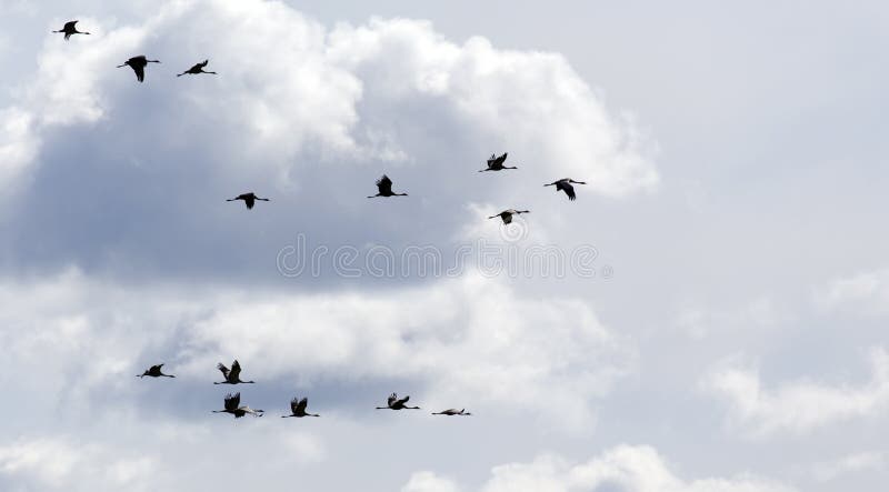 A View of Common Crane Birds Flying Stock Photo - Image of silhouettes ...