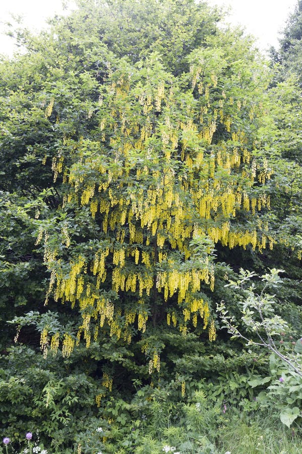 A View of Common Laburnum Tree Stock Image - Image of outdoor, rain ...