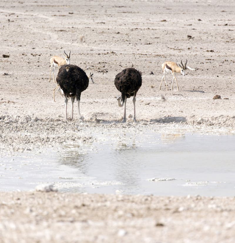 View of Common Ostrich Birds Stock Image - Image of kenya, national ...