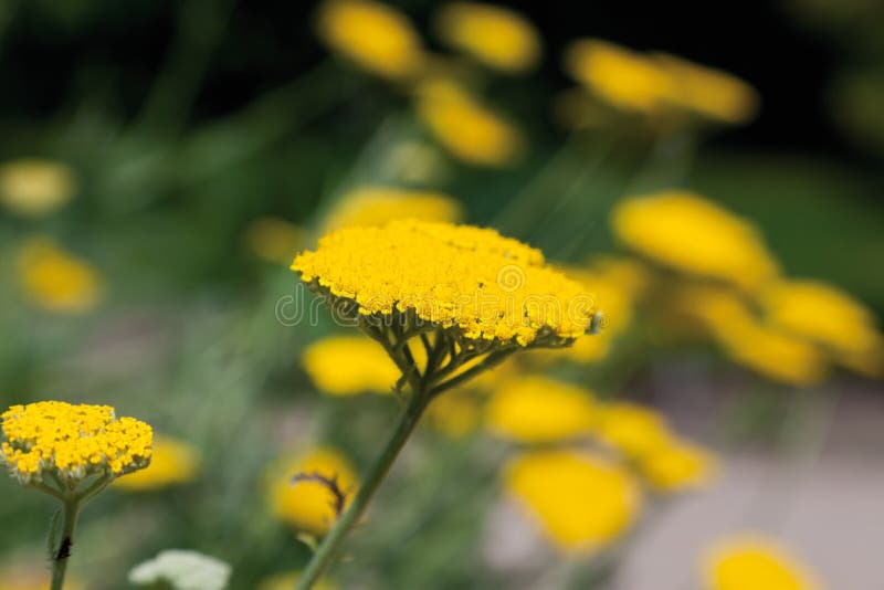 View of Common Yarrow,close Up Stock Photo - Image of close, outdoor ...