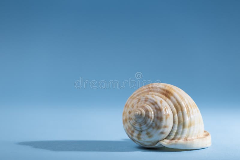 Conch on blue background stock image. Image of beach - 144433857