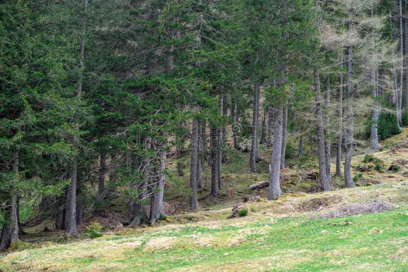 View of a Coniferous Forest Along a Forest Path in the Austrian Alps ...