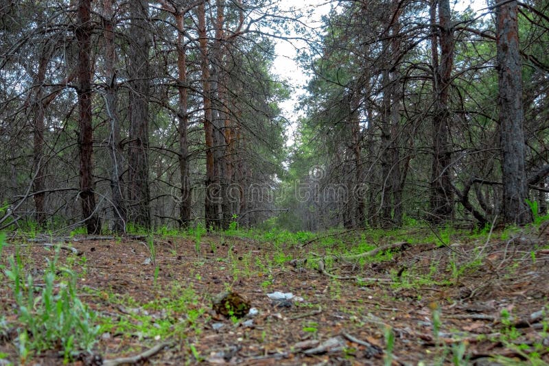 View of Coniferous Forest from Ground Level. Tall Trees Stock Photo ...