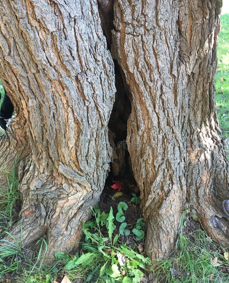 Converging Trees stock photo. Image of nature, trees, converging - 9220698