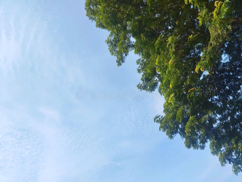 View of Cool Trees with Green Leaves Against a Clear Sky Background ...