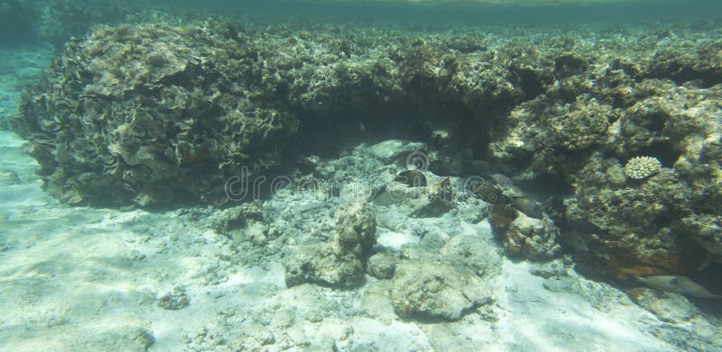 View of coral in lagoon stock photo. Image of underwater - 280238066