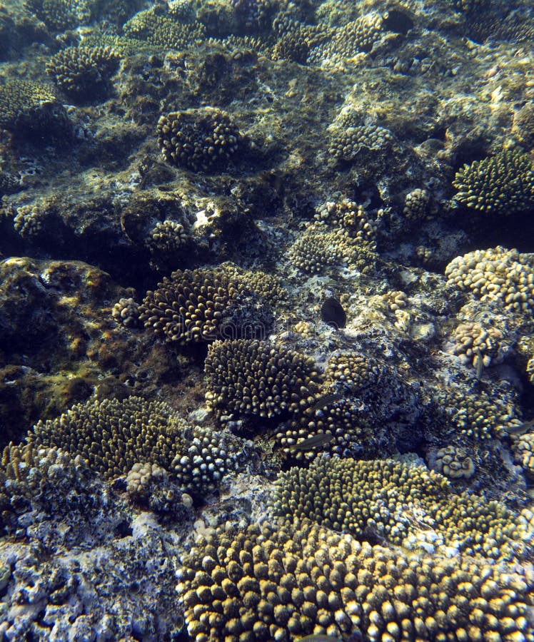 View of Coral Reef in Sharm El Sheik Stock Image - Image of sharm ...