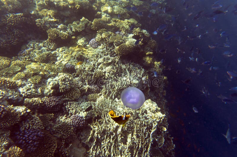 View of Coral Reef Sharm El Sheik Stock Image - Image of sheik, travel ...