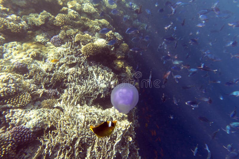 Sharm El Sheik Ras Mohamed Natural Reserve Stock Image - Image of ...