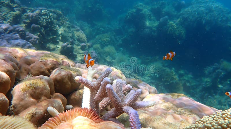 View of Coral Reefs and Various Types of Underwater Fish Stock Image ...