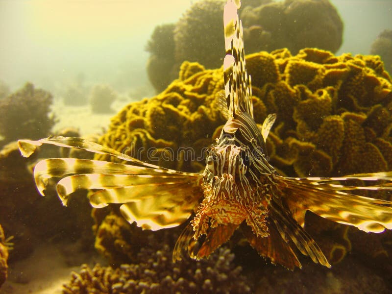 View of the Corals and Devil Firefish in the Red Sea Stock Image ...