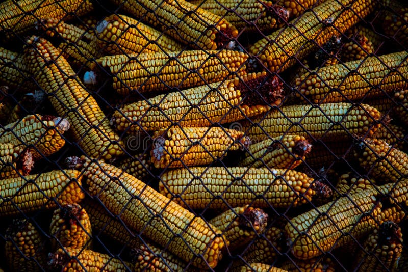 View of Corn Cob in a Box with Metallic Greed Stock Image - Image of ...