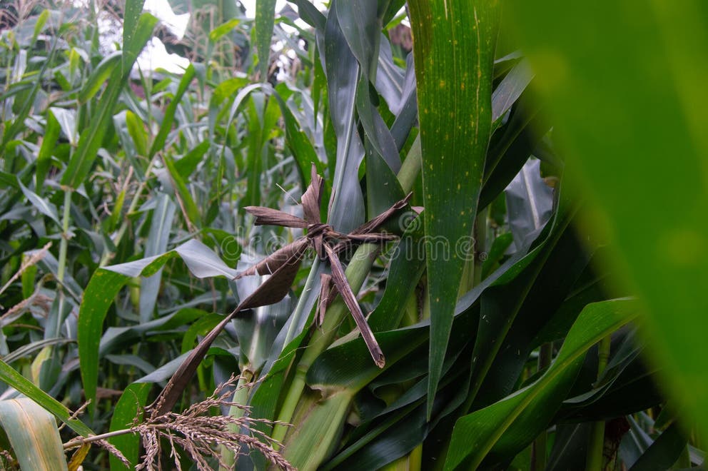 View of Corn Falling because of the Wind Stock Photo - Image of crop ...