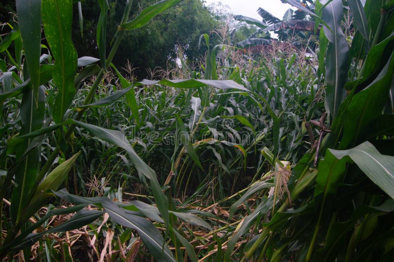 View of Corn Falling because of the Wind Stock Photo - Image of corn ...