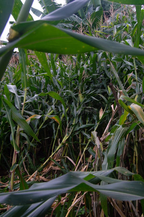 View of Corn Falling because of the Wind Stock Image - Image of ...