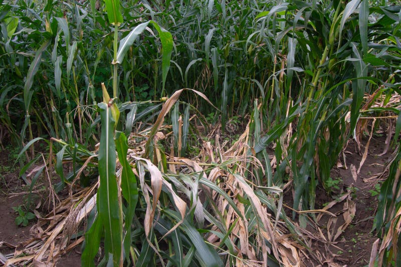 View of Corn Falling because of the Wind Stock Photo - Image of fresh ...