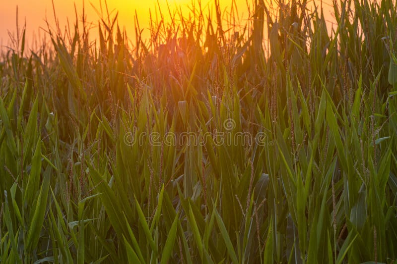 View of a Corn Field in Backlight at Sundown Golden Hour Stock Image ...