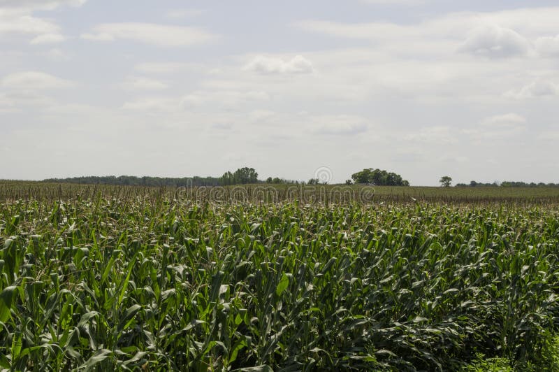 View of a Corn Field stock photo. Image of nature, country - 57090226